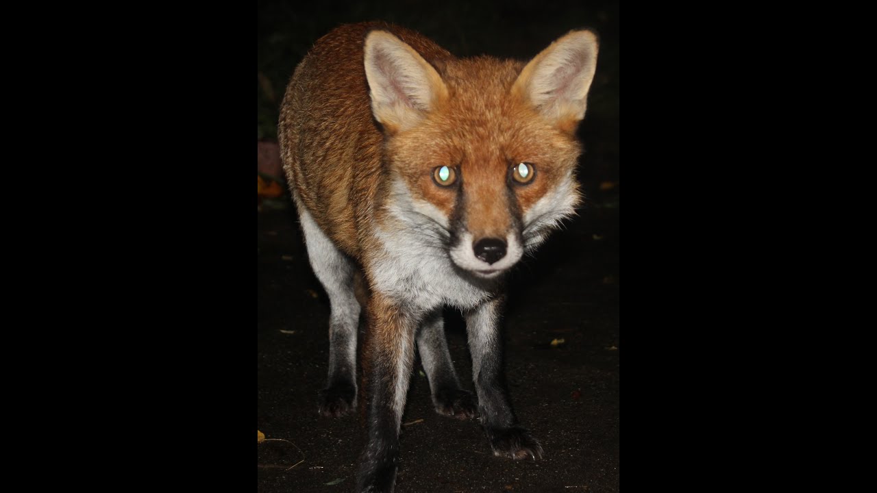 Fox Photo Highlights October 2021 1 - YouTube