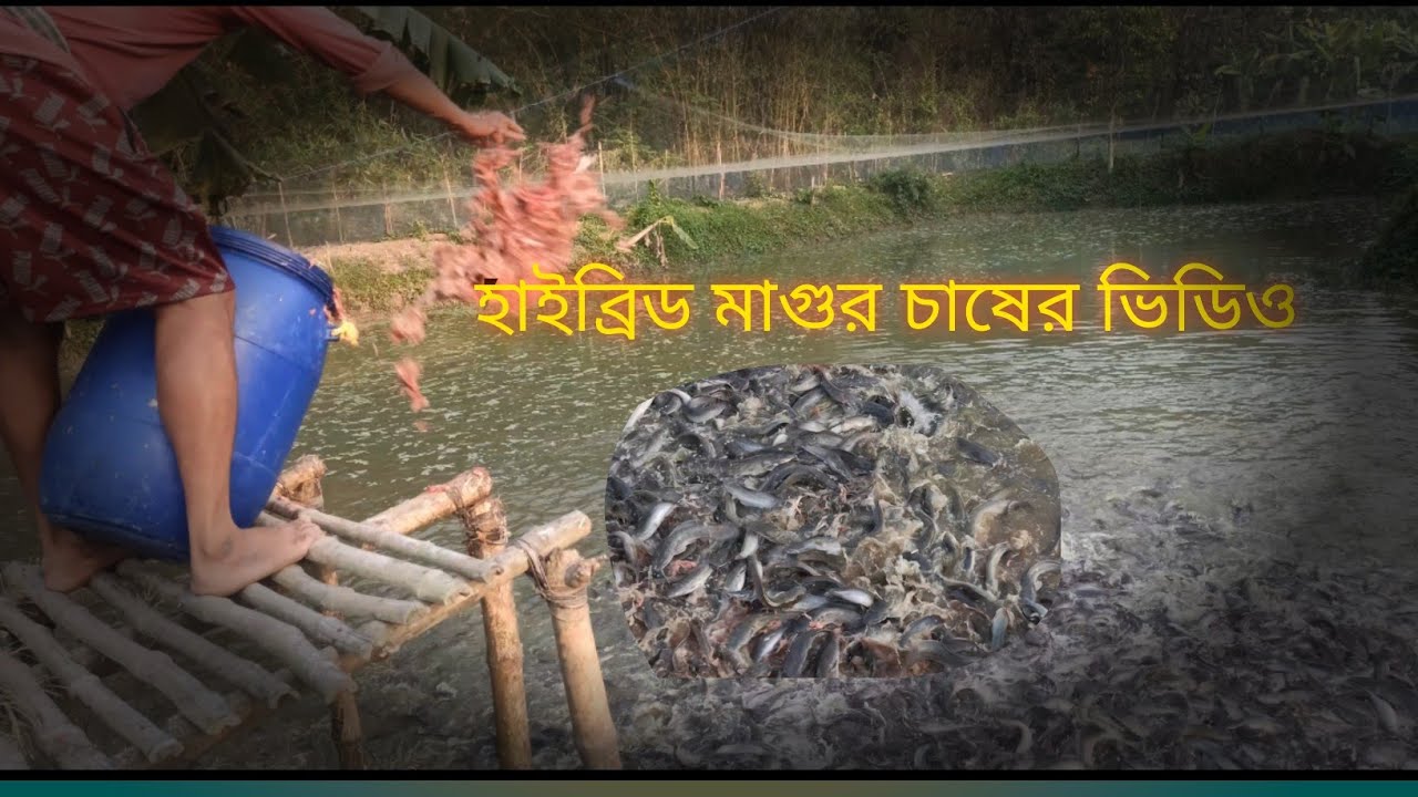 Catfish Farming In Pond In Asia| hybrid magur fish farming in india ...