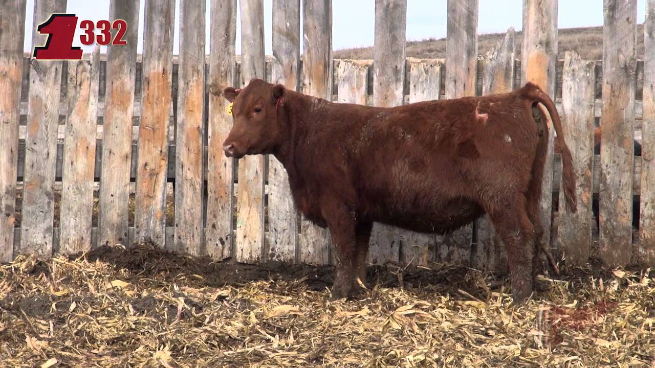 Beckton Red Angus 2014 Sale Lot 332 - YouTube