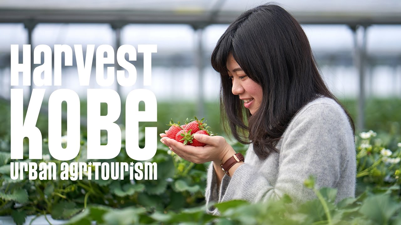 HARVEST KOBE "Kobe Strawberries" - YouTube
