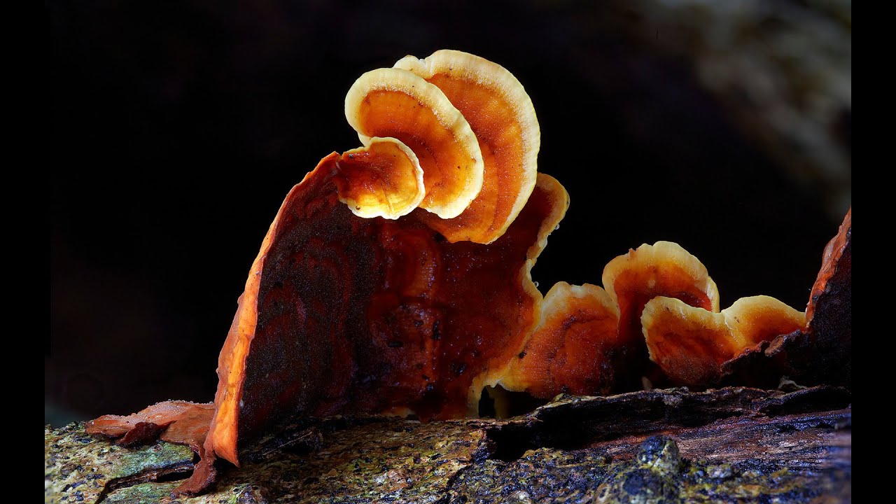 The Kingdom: How fungi made our world - Trailer - YouTube