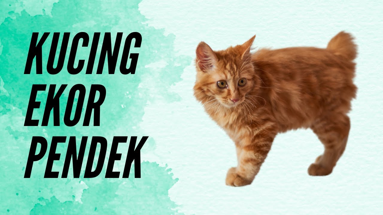 Keunikan dan Sifat Menarik Kucing Ekor Pendek sebagai Hewan Peliharaan ...
