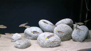 Cyprichromis sp. Leptosoma Jumbo Kantalamba + Lamprologus Tigripictilis + Phyllonemus sp. Typus