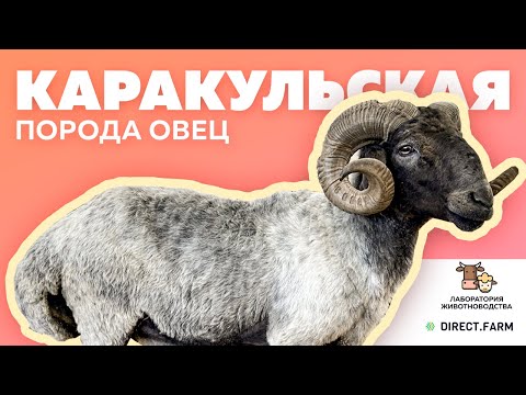 Каракульская смушковая порода овец