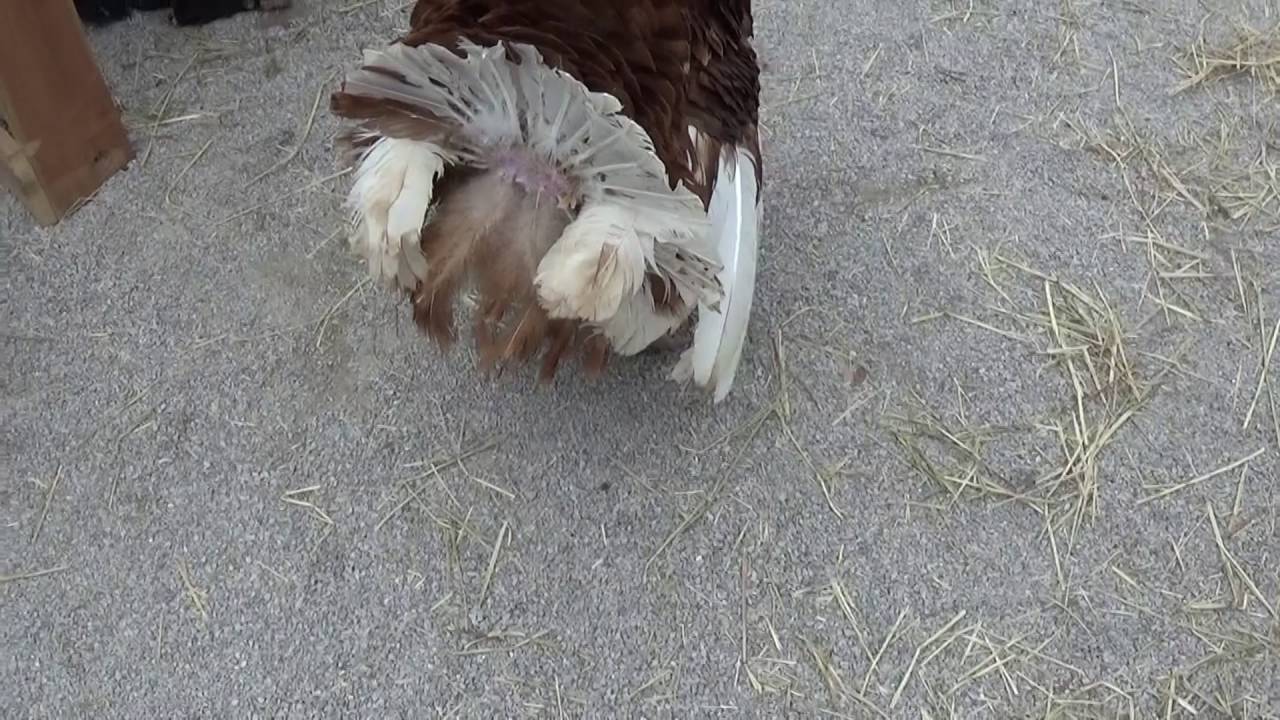 at petting zoo at cedar point - YouTube