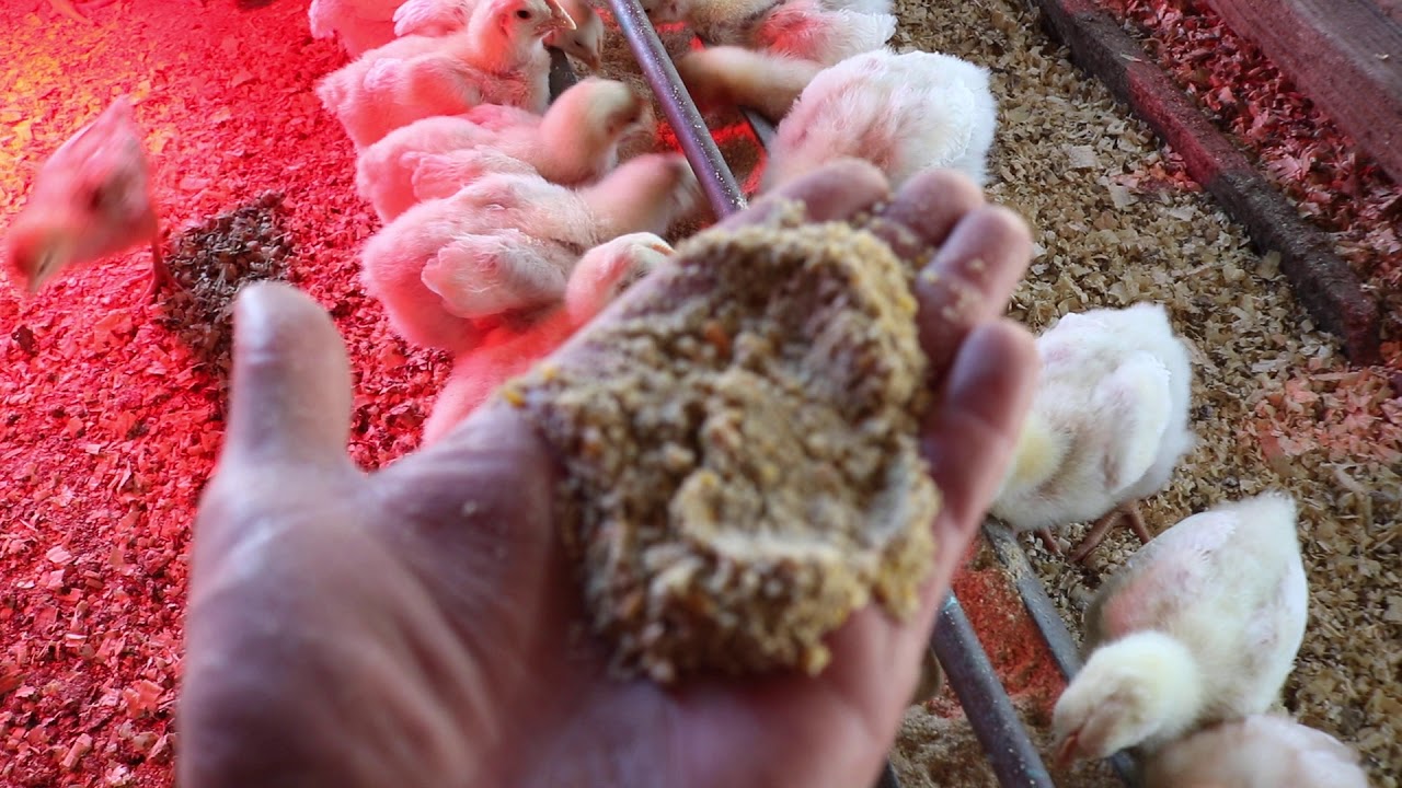 Cornish Rock Broilers - 2 weeks old - YouTube