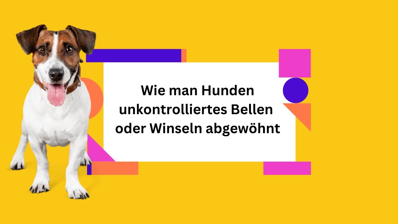 Wie man Hunden unkontrolliertes Bellen oder Winseln abgewöhnt - Hund ...