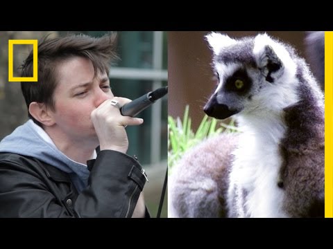 Lemur Sounds + Beatboxing = Sick Beats for Conservation | National ...