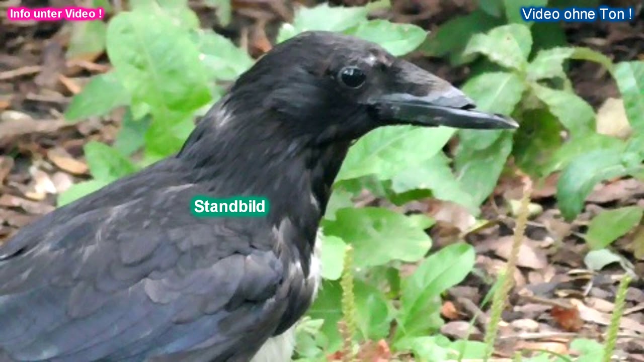 oberer Schnabel abgebrochen - YouTube