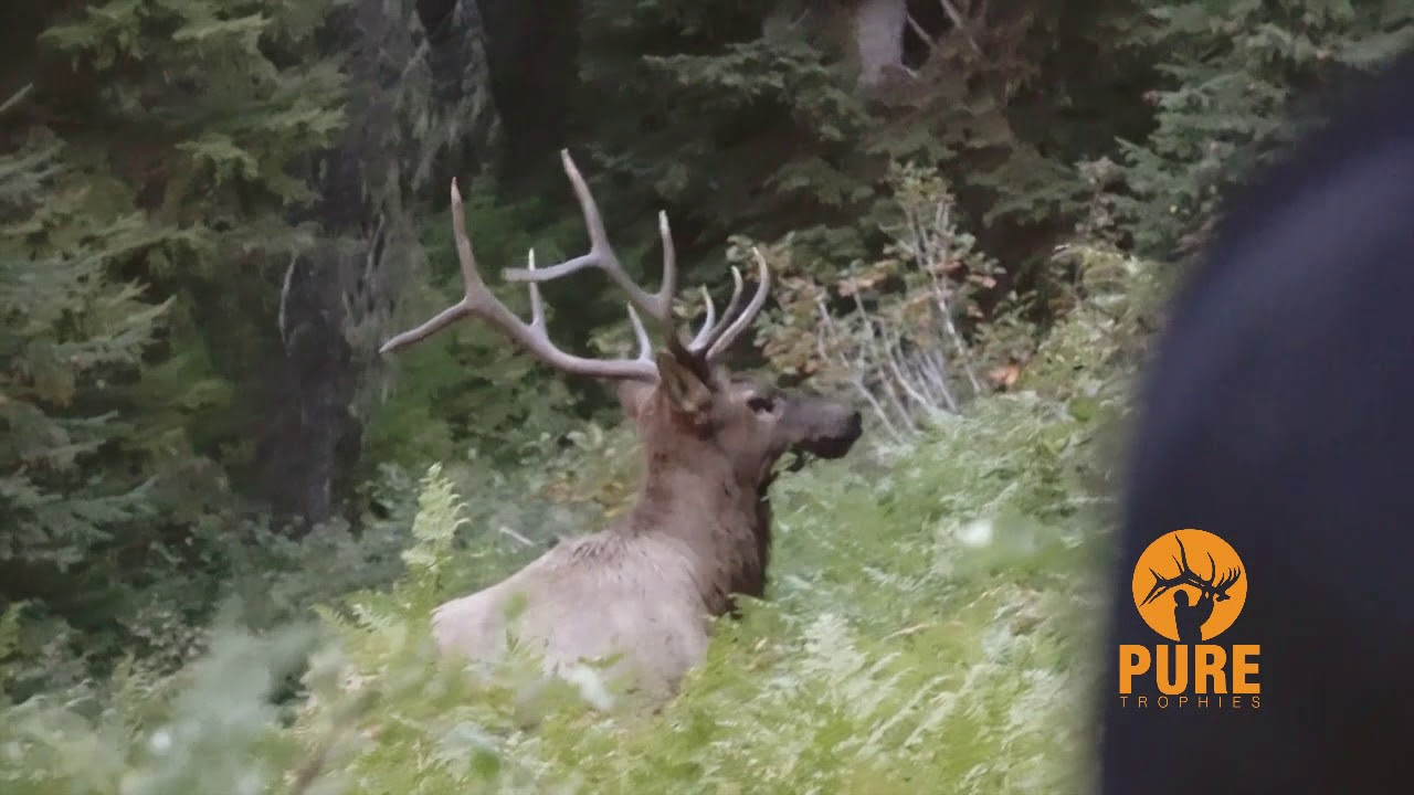 The Sound of September - 2018 Elk Hunting Idaho Big 7x7 - YouTube