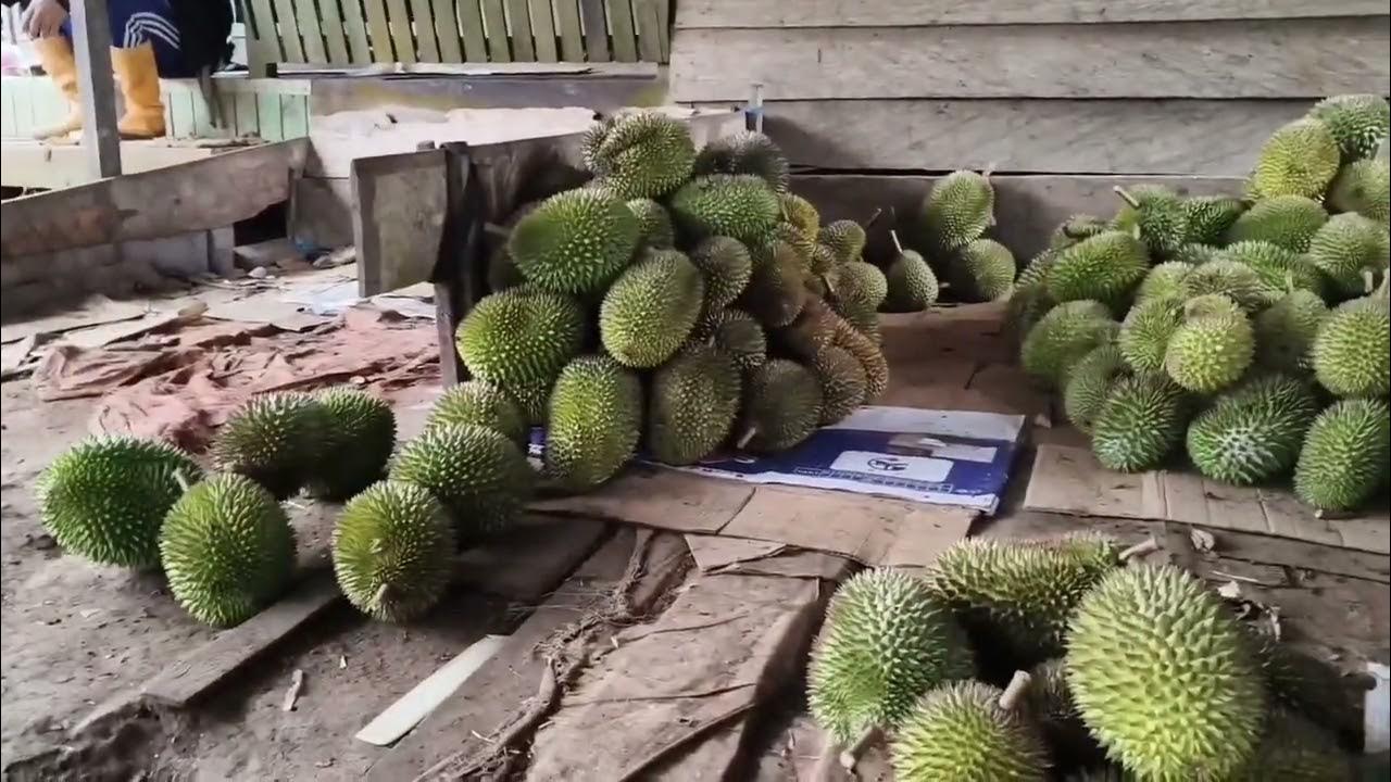 hai kita panen durian lagi .bongkar dlu .#buah durian lokal. - YouTube