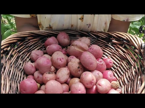 Our First Potato Harvest - YouTube