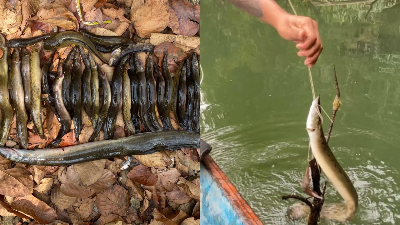 Eel fishing with longline/बाम माछा मार्ने गज्जबको उपाय/Nepali ...