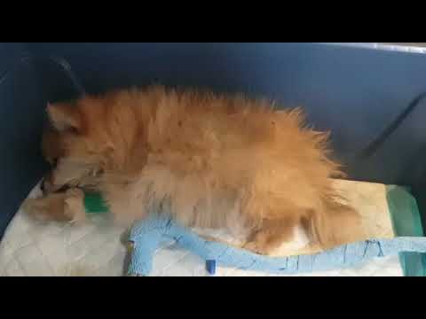 HULA Pomeranian Puppy arrival at vets - YouTube
