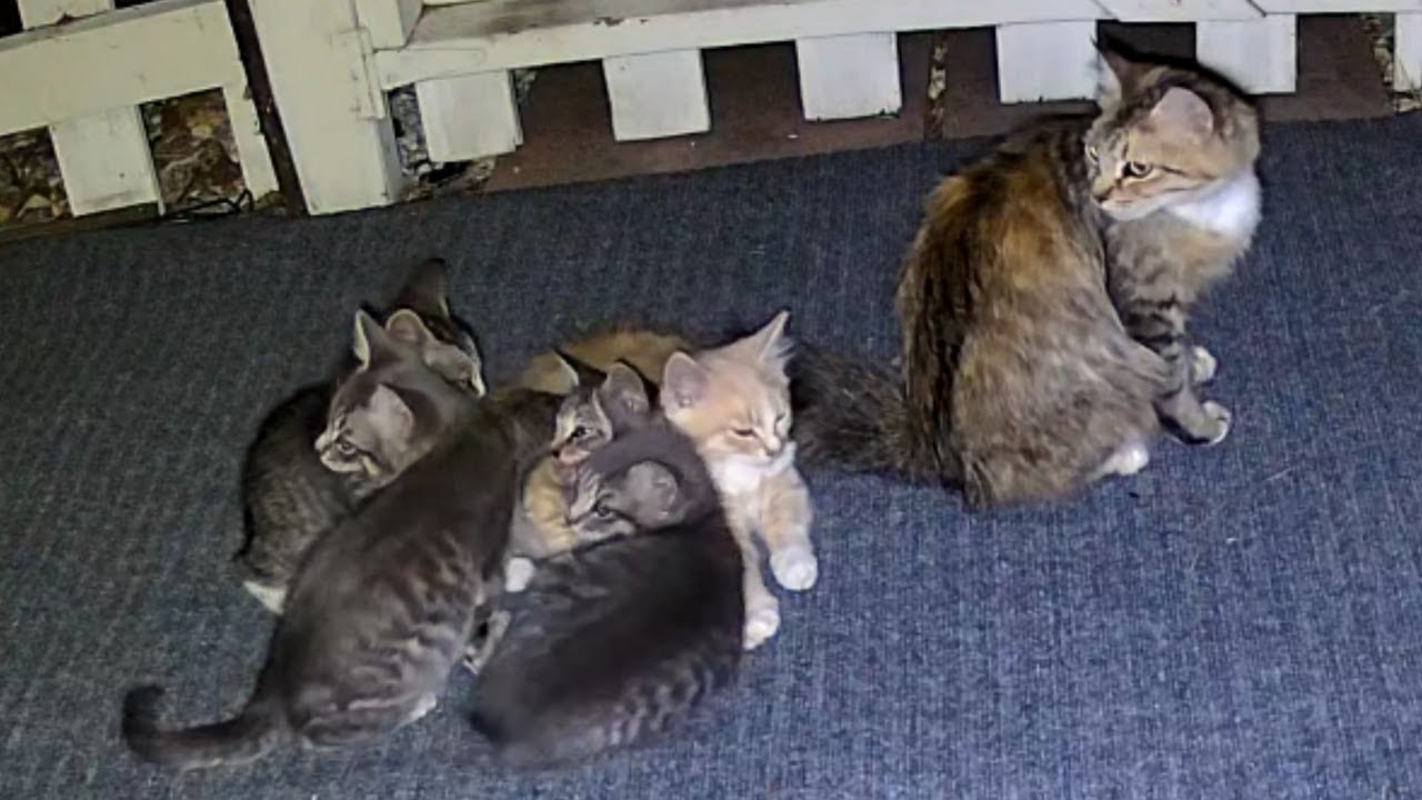 Stray cat family at night time - YouTube