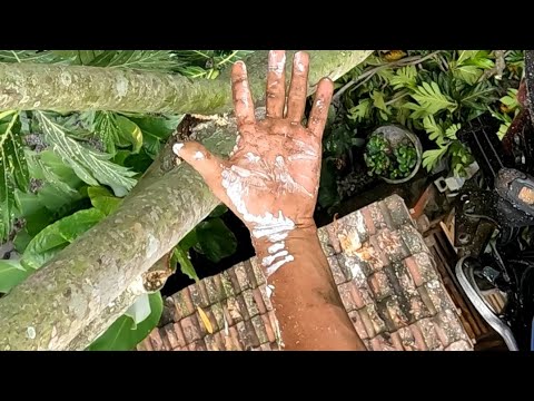 Prune the world's most gummy tree. - YouTube