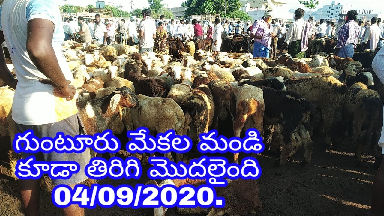 Guntur Goat,sheep Market are Open,04/09/2020/ గుంటూరు మేకల మండి కూడా ...