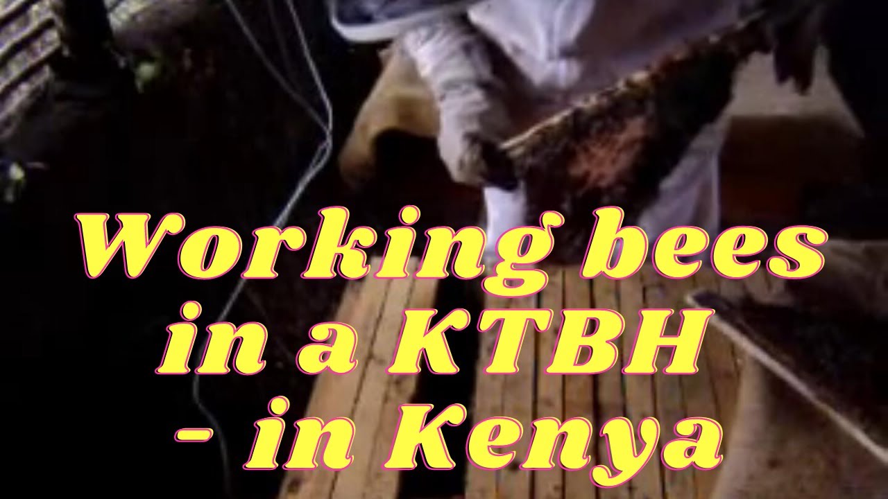 Working bees in a Kenya Top Bar Hive (KTBH) in Nakuru, Kenya - YouTube