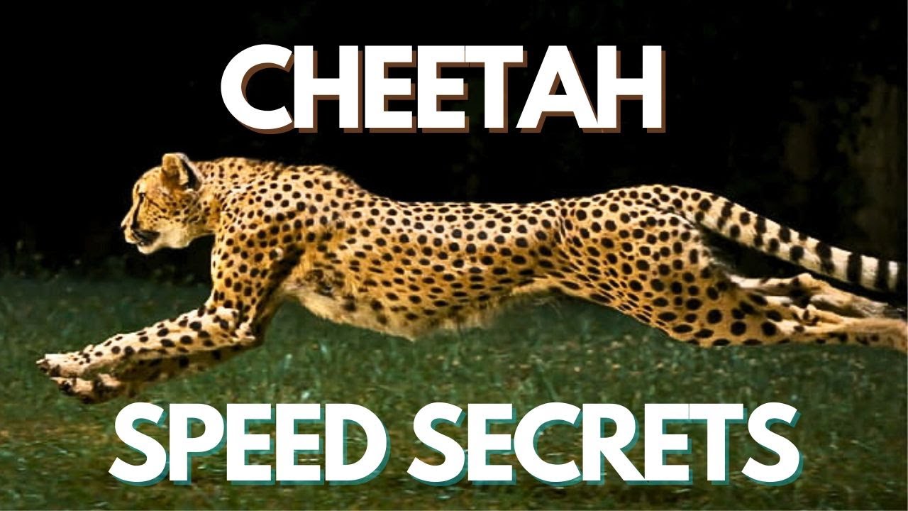 Speed Demons of the Animal Kingdom: A Closer Look at Cheetahs - YouTube