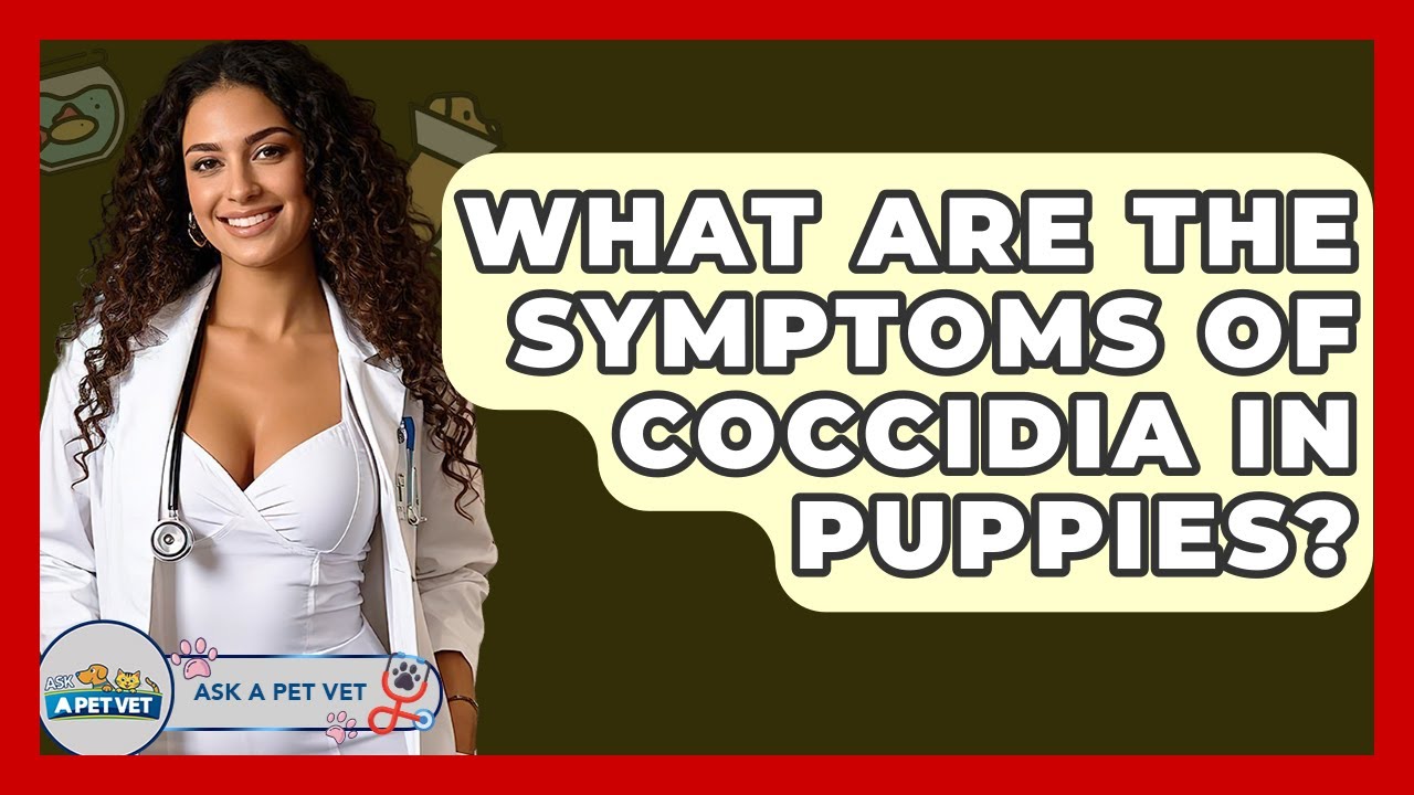 What Are The Symptoms Of Coccidia In Puppies? - Ask A Pet Vet - YouTube