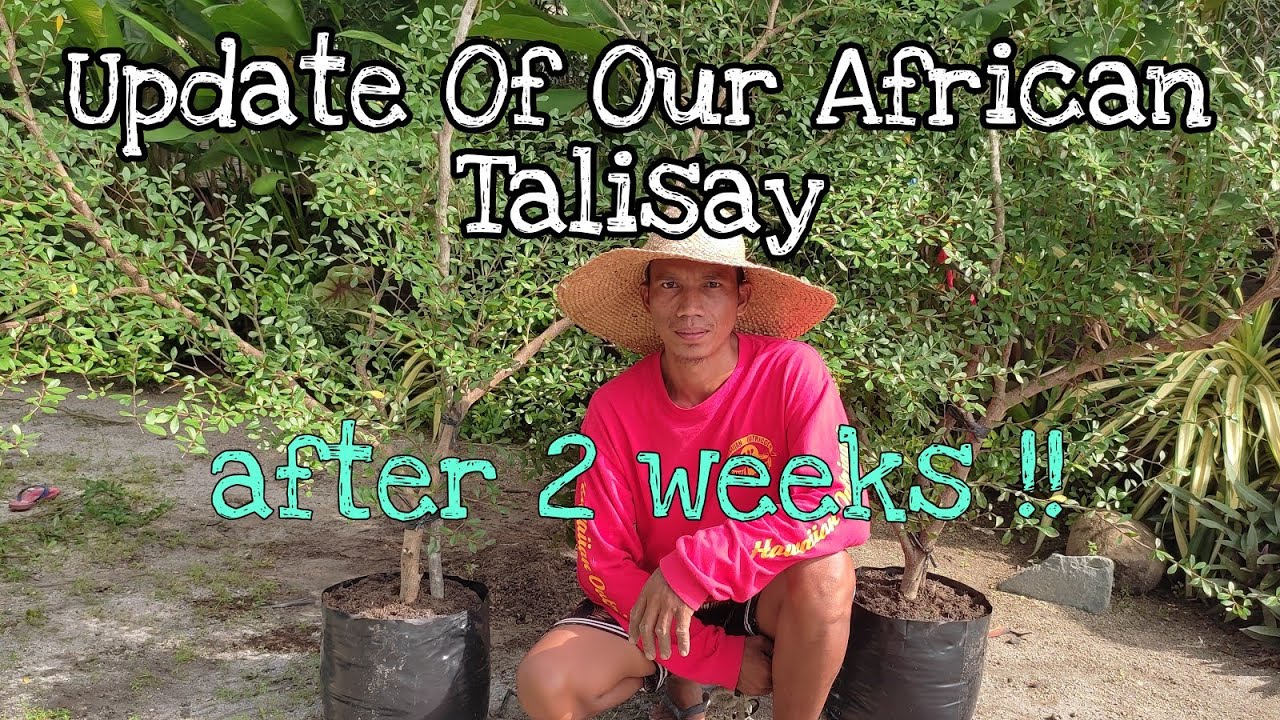 Update Of Our African Talisay Marcot In Bigger Branches After 2 weeks ...