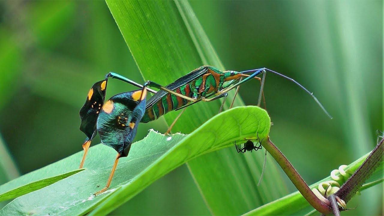 WILD BOLIVIA - Leaf-footed bug - YouTube