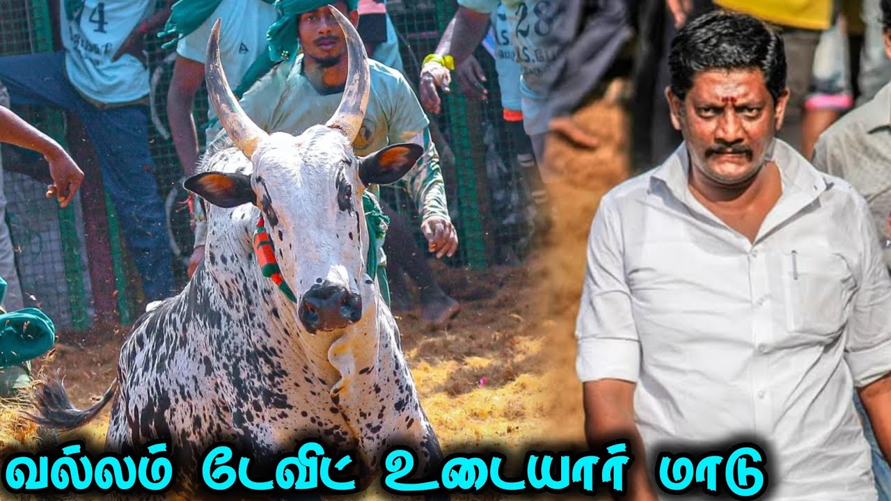 வல்லம் டேவிட் உடையார் மாடு || புதுக்கோட்டை முக்காணிப்பட்டி ஜல்லிக்கட்டு ...