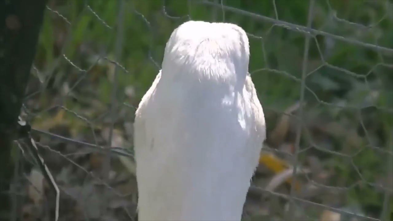 duck windows xp xd - YouTube