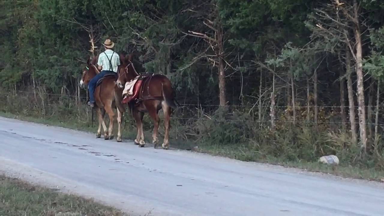Amos. 16 hand draft mule for sale - YouTube