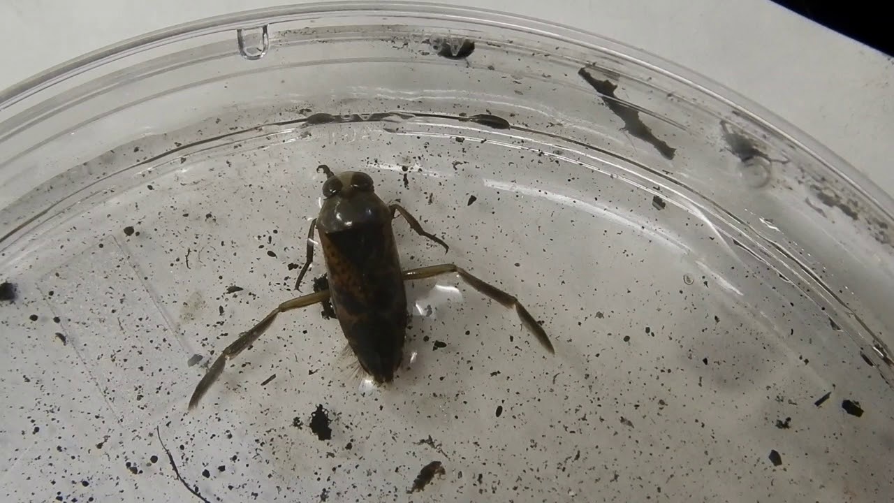 backswimmers in freshwater food chains - YouTube