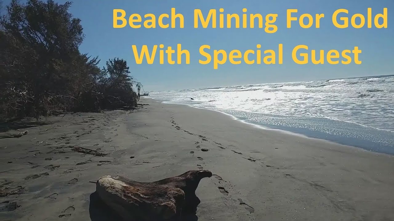 Washington Beach Mining For Gold With Special Guest - YouTube