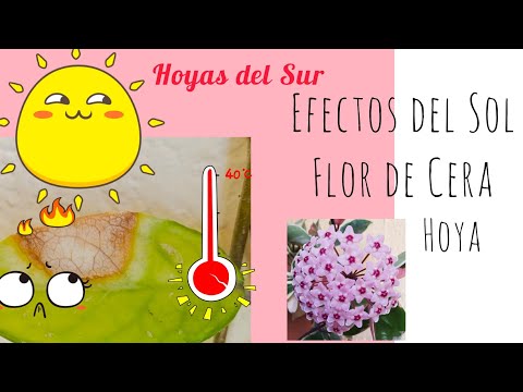 Flor de Cera / Hoya: Efectos del Sol.