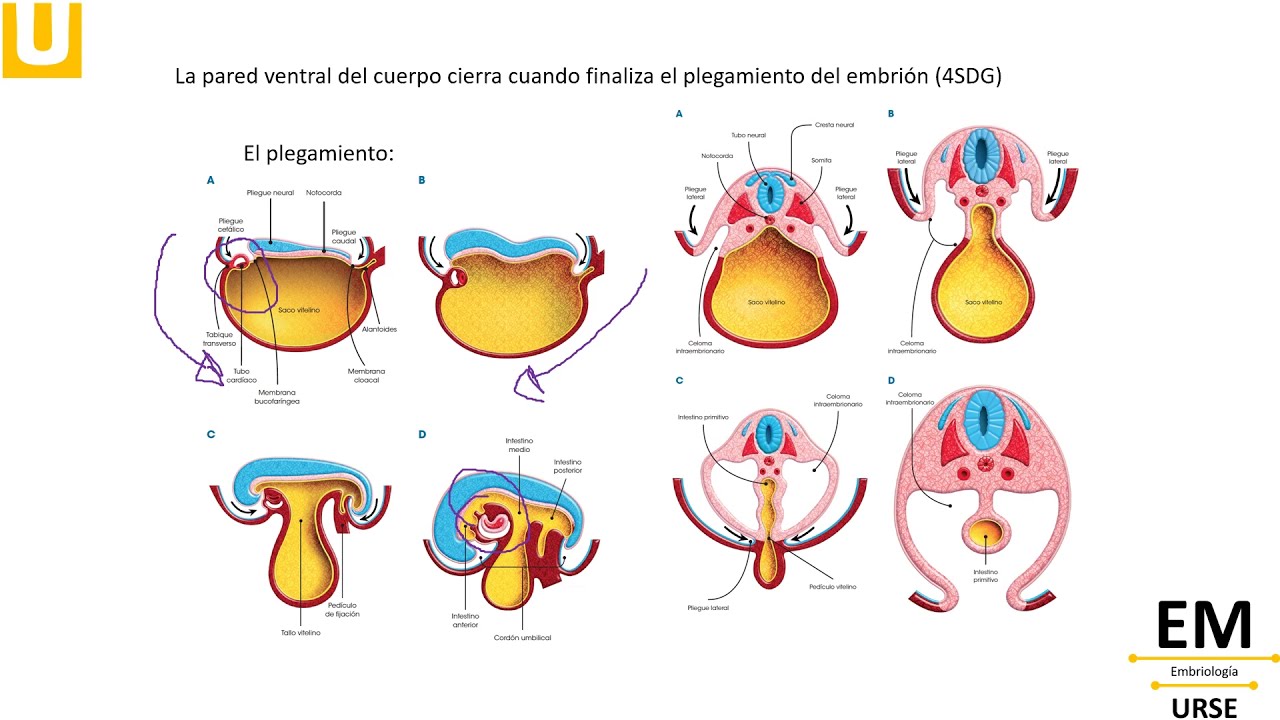 Desarrollo de cavidades corporales - YouTube