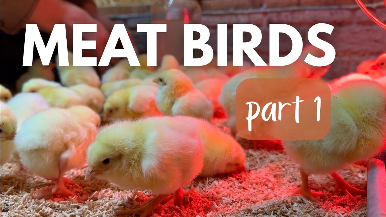 Important Stress-Free Tips for Raising Broilers on Pasture! - YouTube