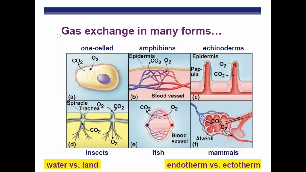 AP Biology Chapter 42 Animal Circulation Part 5.avi - YouTube