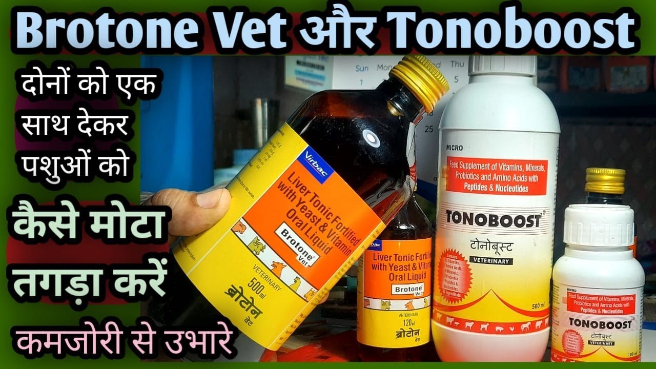 Brotone Vet और Tonoboost दोनों को एक साथ देकर||पशुओं को कैसे मोटा तगड़ा ...