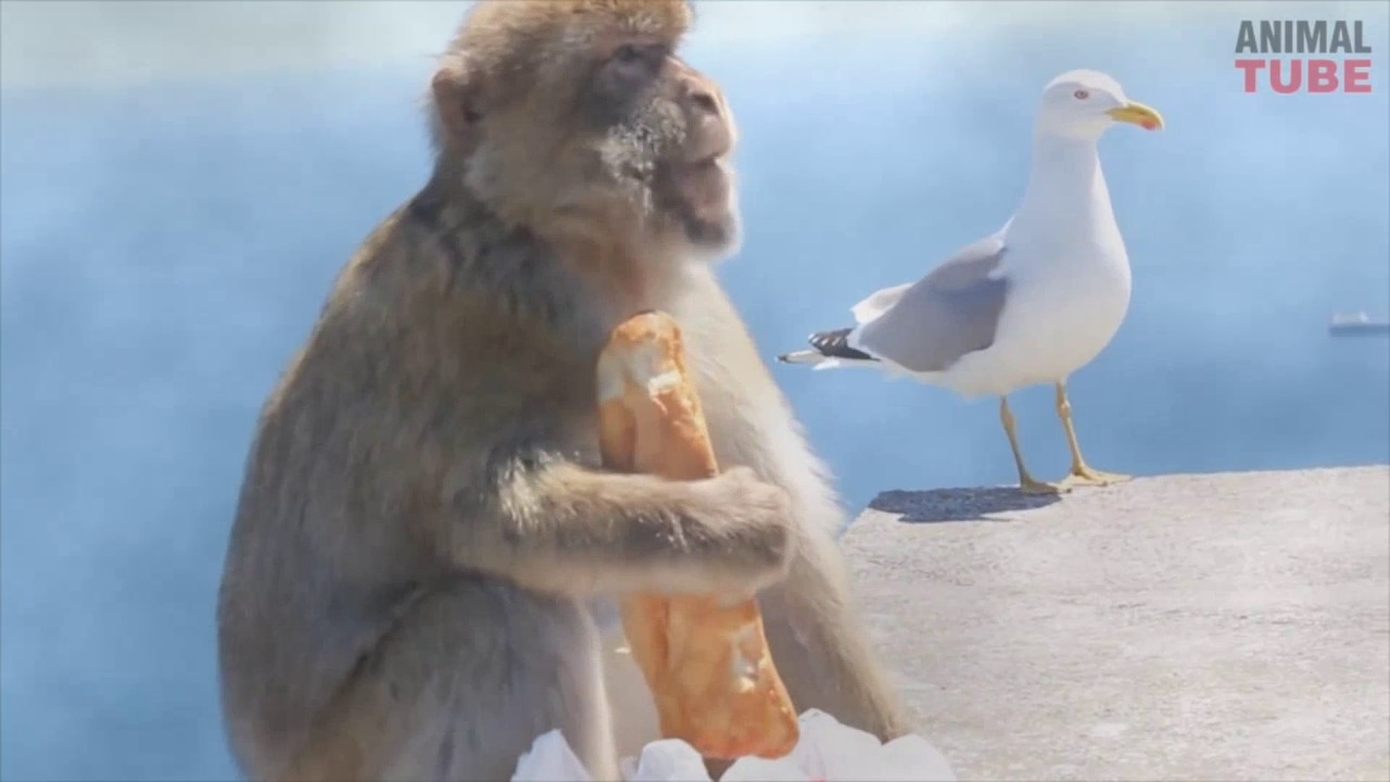 FUNNY MONKEYS STEALING THINGS FROM PEOPLE - YouTube