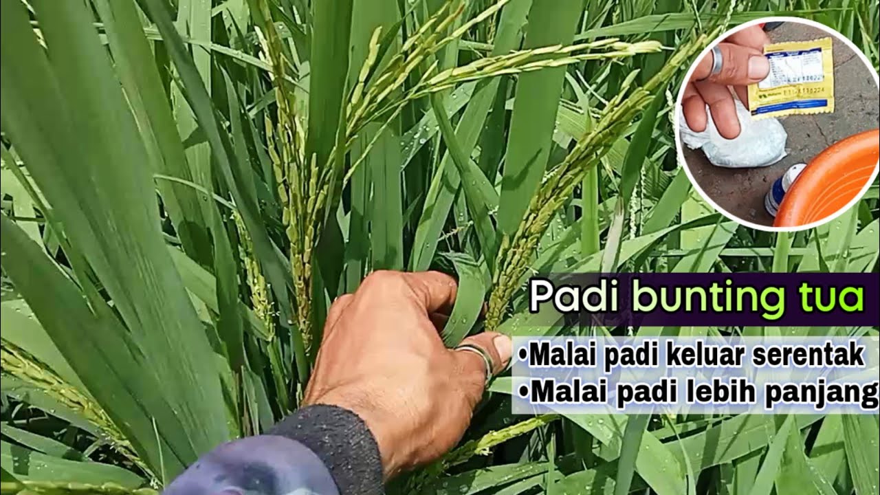 Strategi Efektif dalam Perawatan Padi Bunting Tua untuk Hasil Maksimal ...