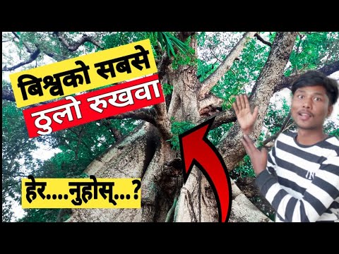 world ko sabai vanda thulo rukh! simal ko rukha! comdey vlogs! support ...