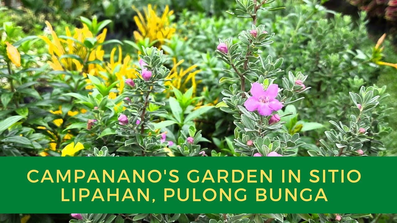 Murang Bilihan ng Halaman sa Sitio Lipahan, Pulong Bunga | Xevian's ...