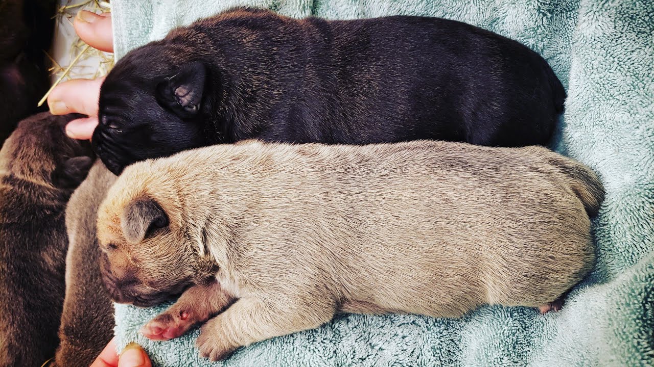 Pupdate#6: Puppies sixth day - YouTube