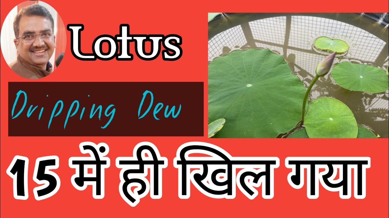 Lotus /Dripping Dew Lotus Blooming In 15 Days/ Lotus Care - YouTube