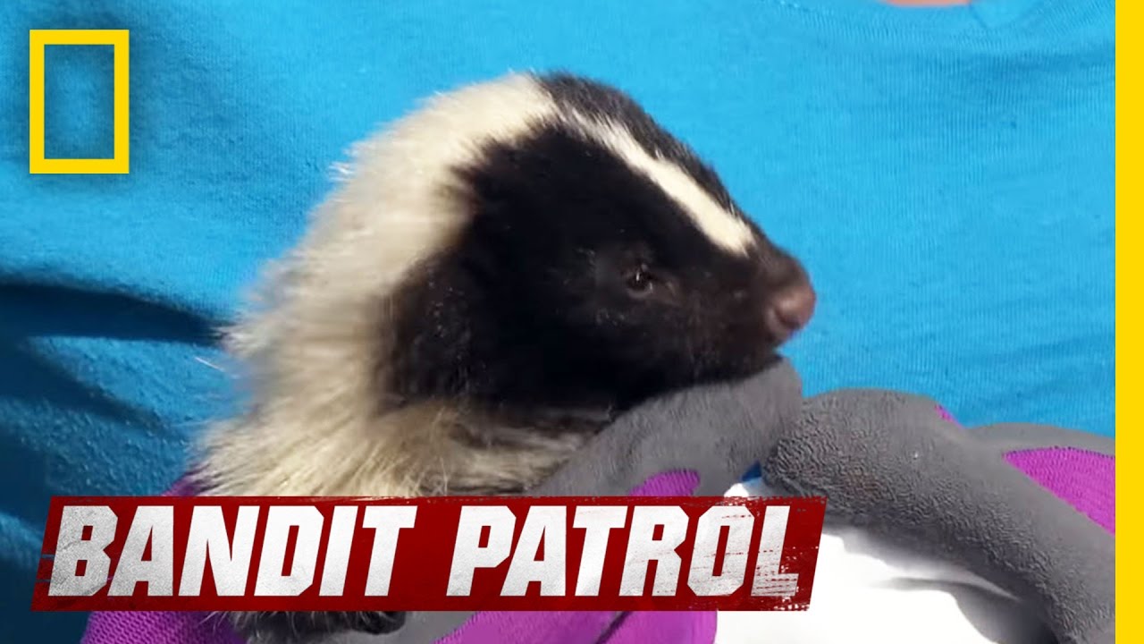 Skunk Babies are Stinkin' Cute | Bandit Patrol - YouTube