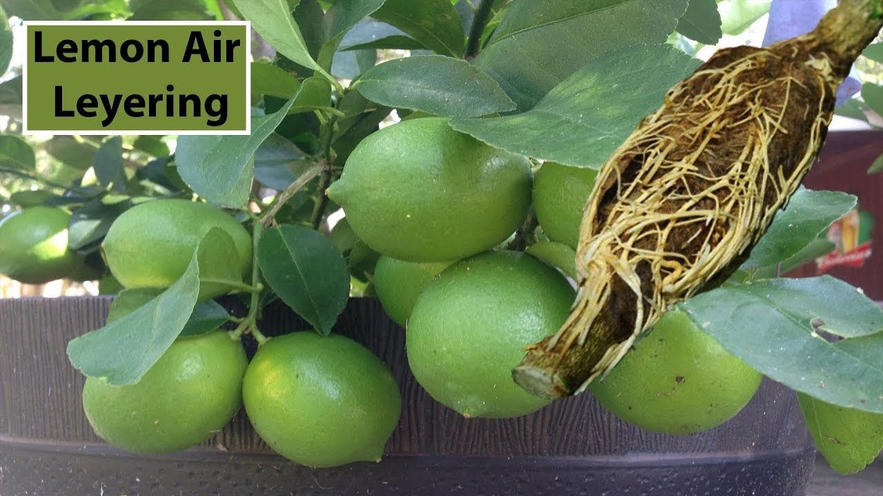 How To Air Layering Lemon Tree Tutorial New Method! Air Layering ...