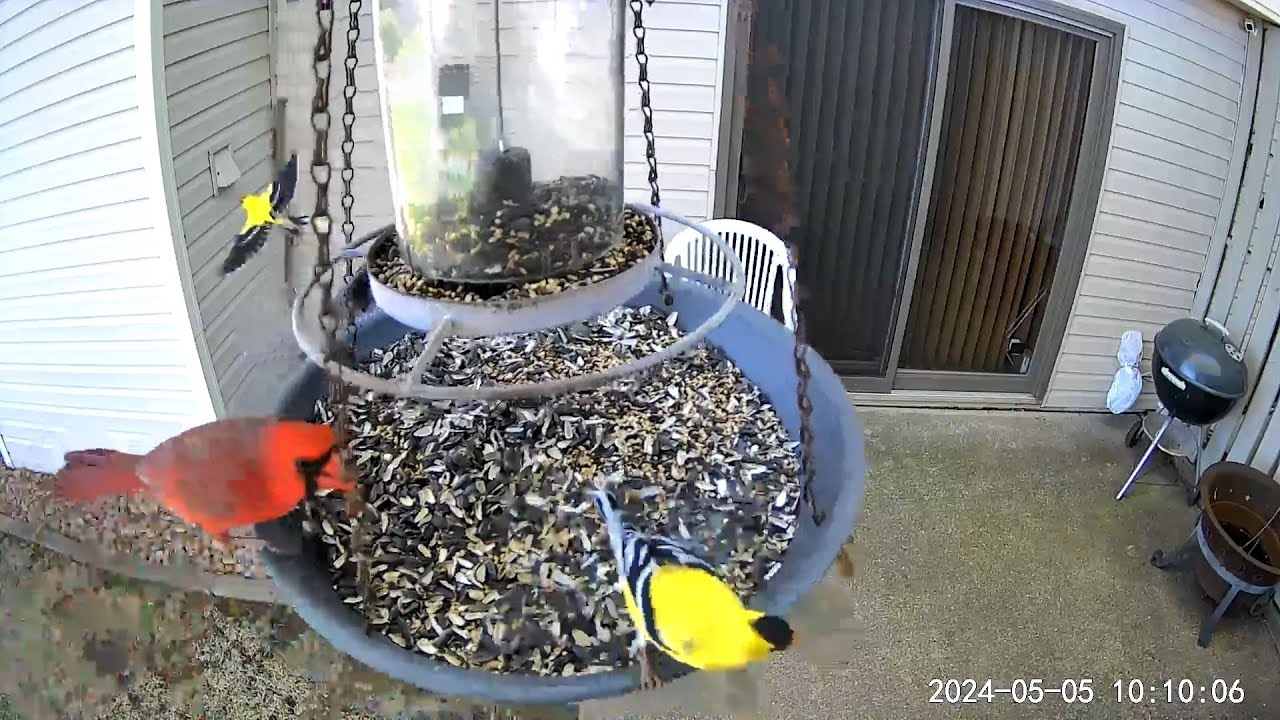 2024/05/05 - American Goldfinches, a Northern Cardinal, House Finches ...