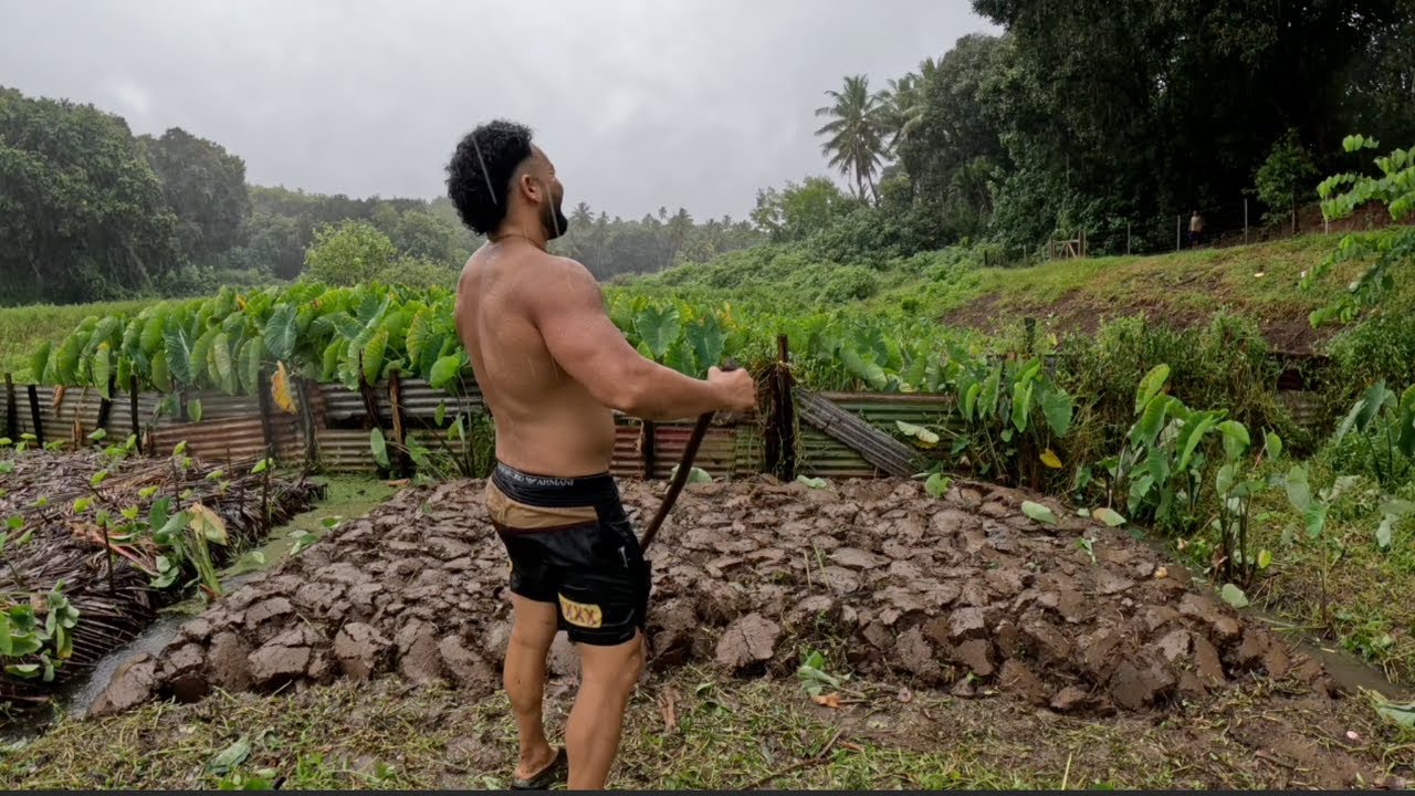 Taro Farming in Mauke, Cook Islands 🇨🇰 | Island Life Vlog - YouTube