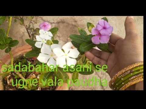 Sadabahar asani se ugne vala plant#medicineplant #periwinkle/Desi vinca ...