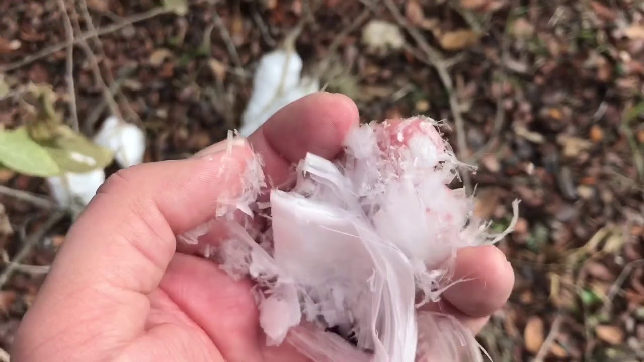 Frost Weed - YouTube