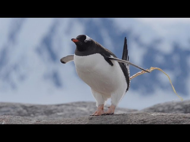 How Do Penguins Poop