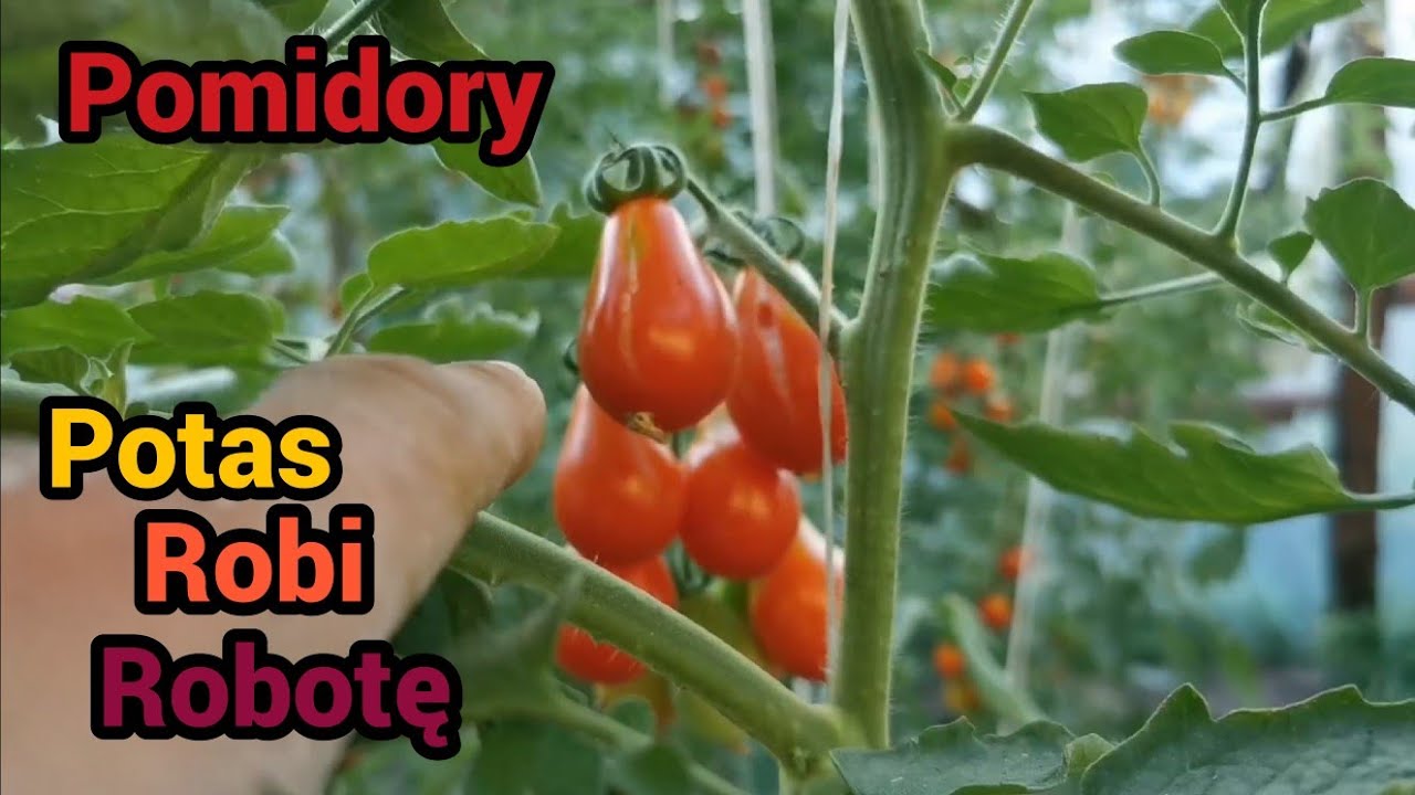 Pomidory Ogórki - potas robi robotę. - YouTube